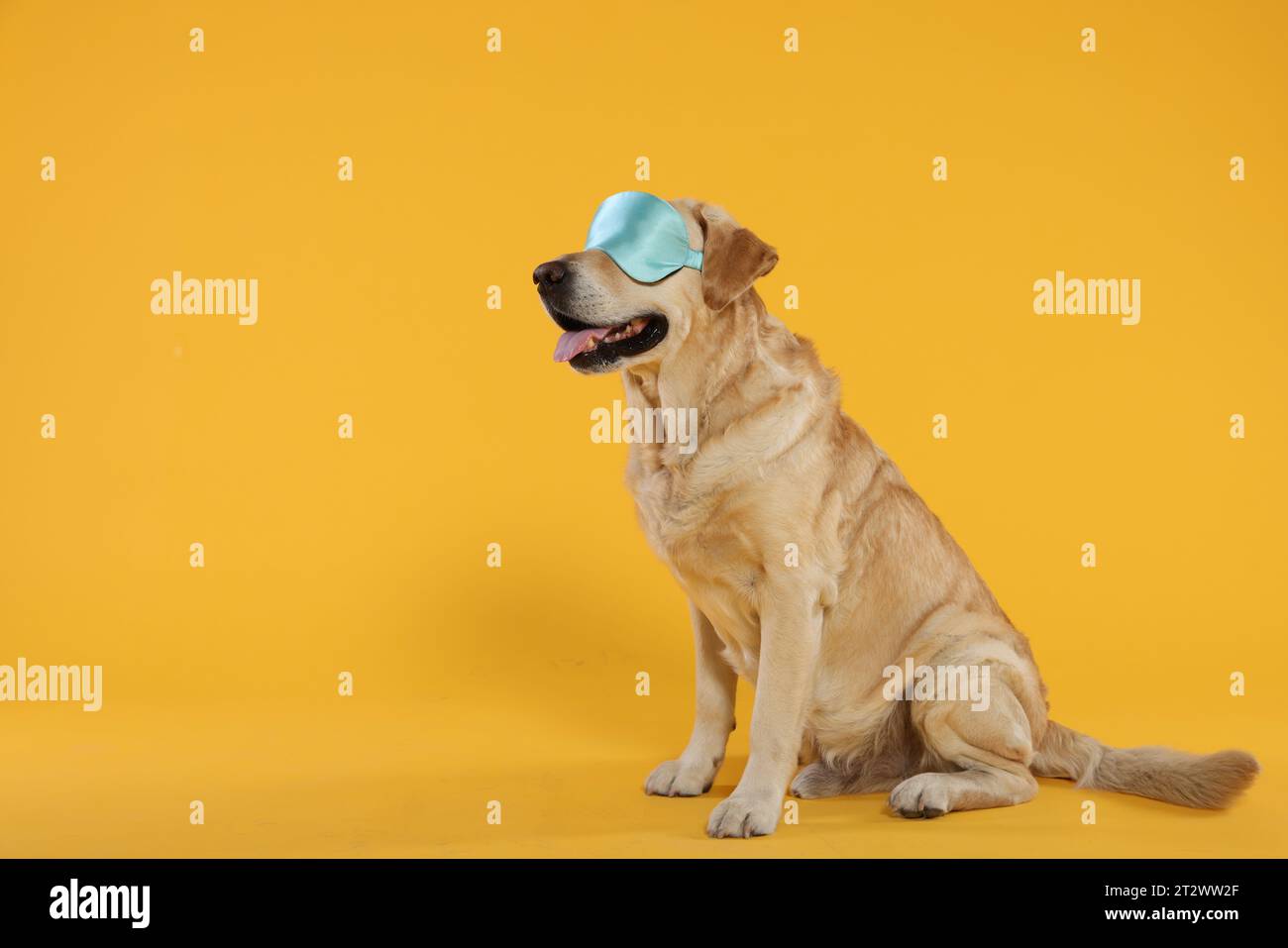 Cute Labrador Retriever with sleep mask on yellow background, space for ...