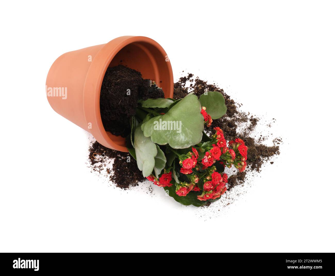 Overturned terracotta flower pot with soil and kalanchoe plant on white ...