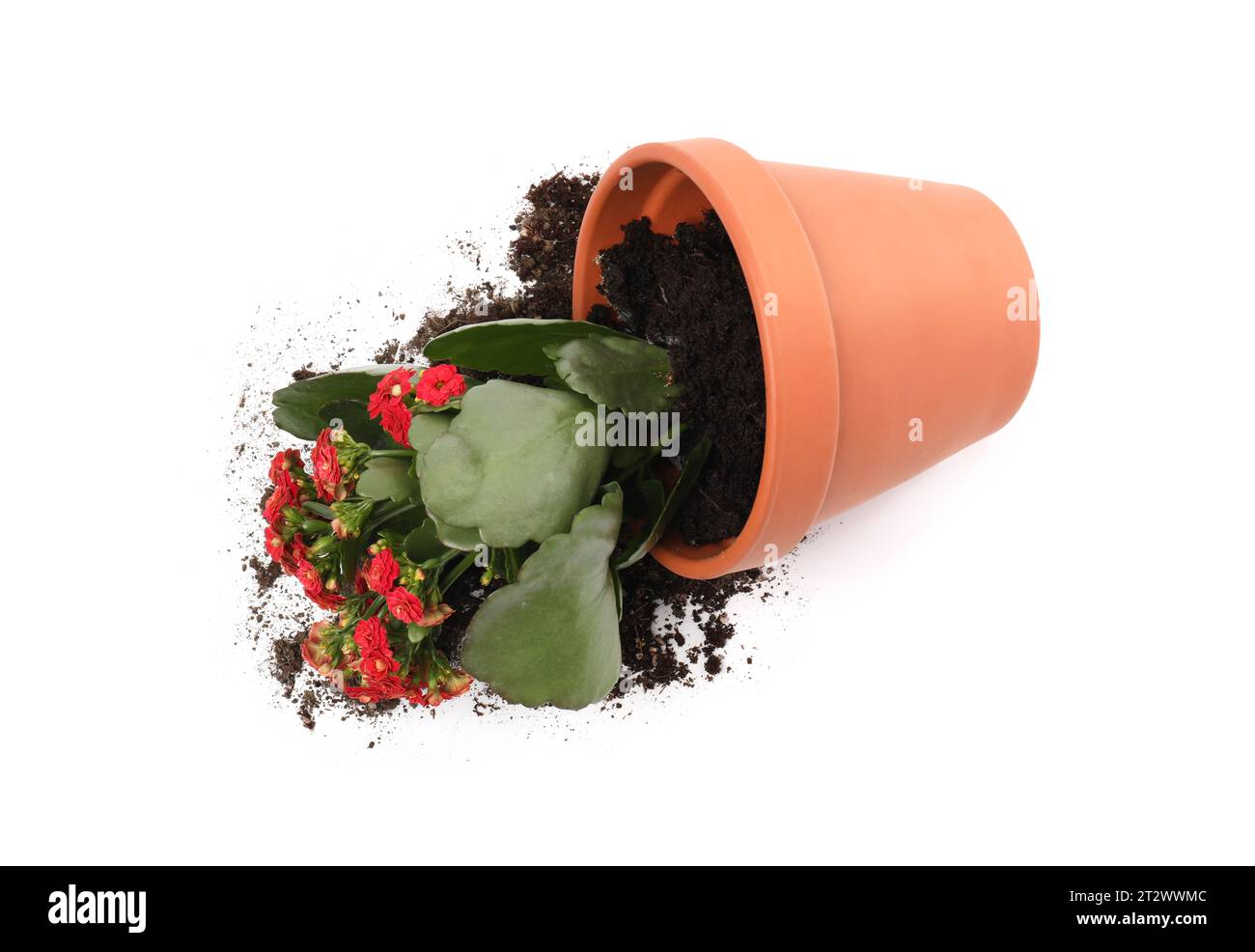 Overturned terracotta flower pot with soil and kalanchoe plant on white ...