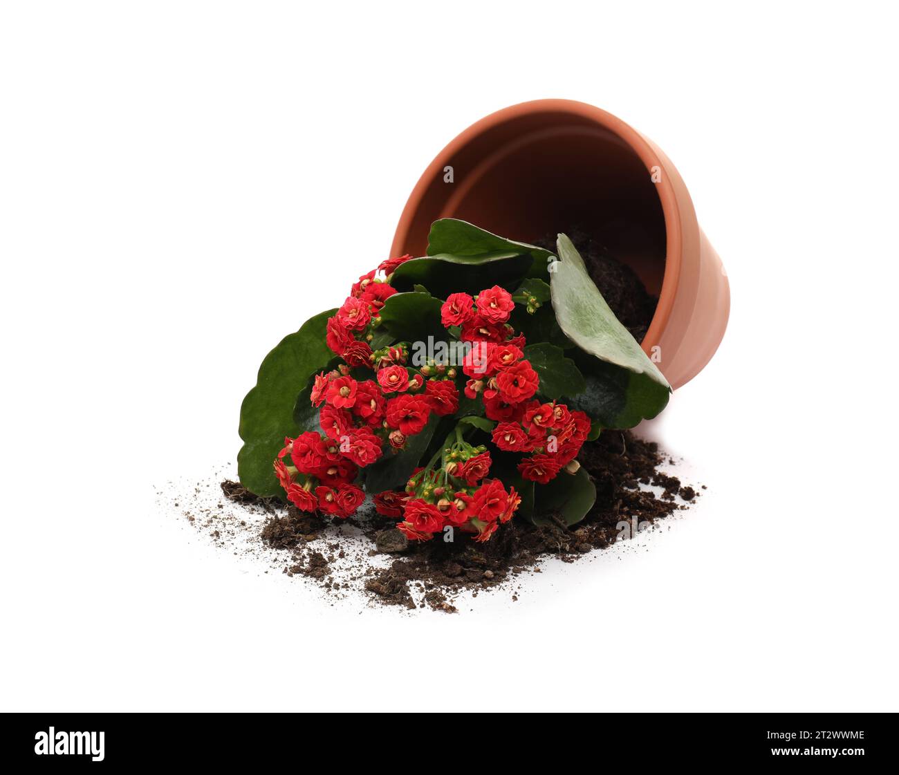 Overturned terracotta flower pot with soil and kalanchoe plant on white ...