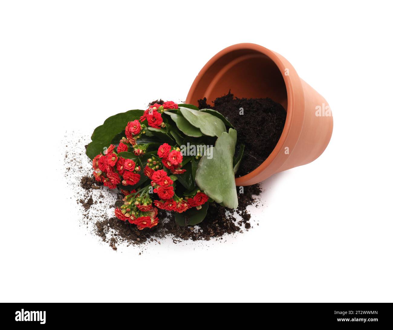 Overturned terracotta flower pot with soil and kalanchoe plant on white ...