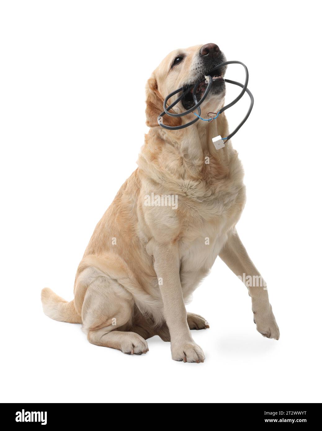Naughty Labrador Retriever dog chewing damaged electrical wire on white ...
