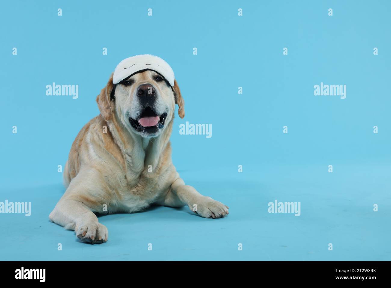 Cute Labrador Retriever with sleep mask resting on light blue ...