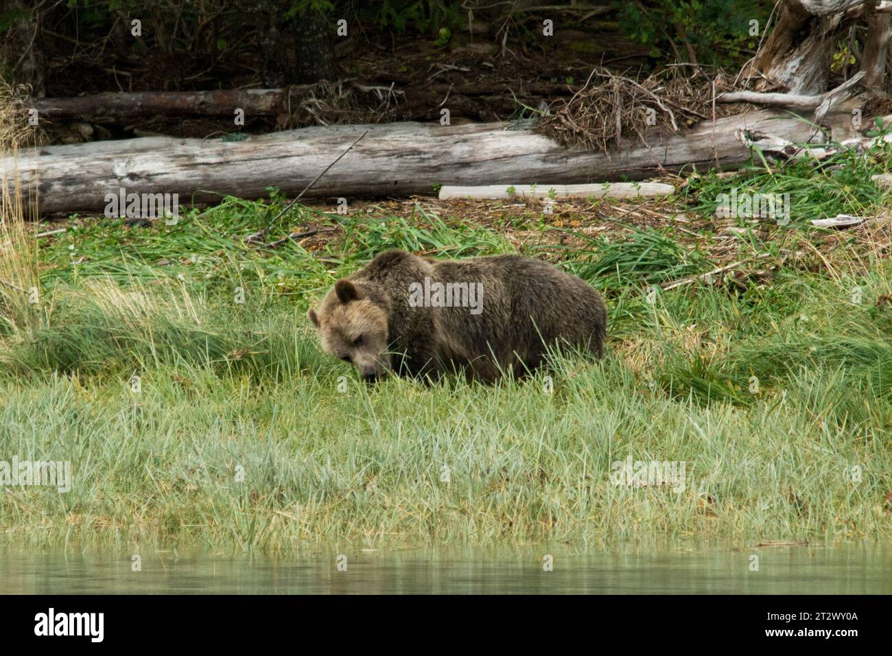 Grizzly Bear at the coast of Knight Inlet in the Regional District of ...