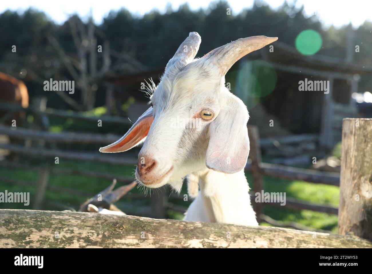 Cute goat inside of paddock at farm Stock Photo - Alamy