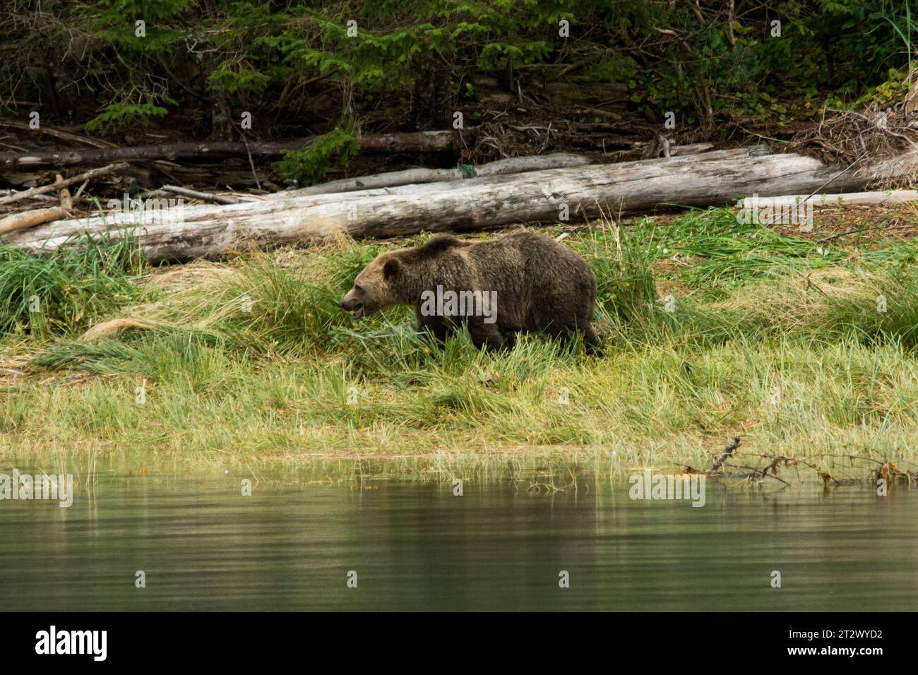 Grizzly Bear at the coast of Knight Inlet in the Regional District of ...