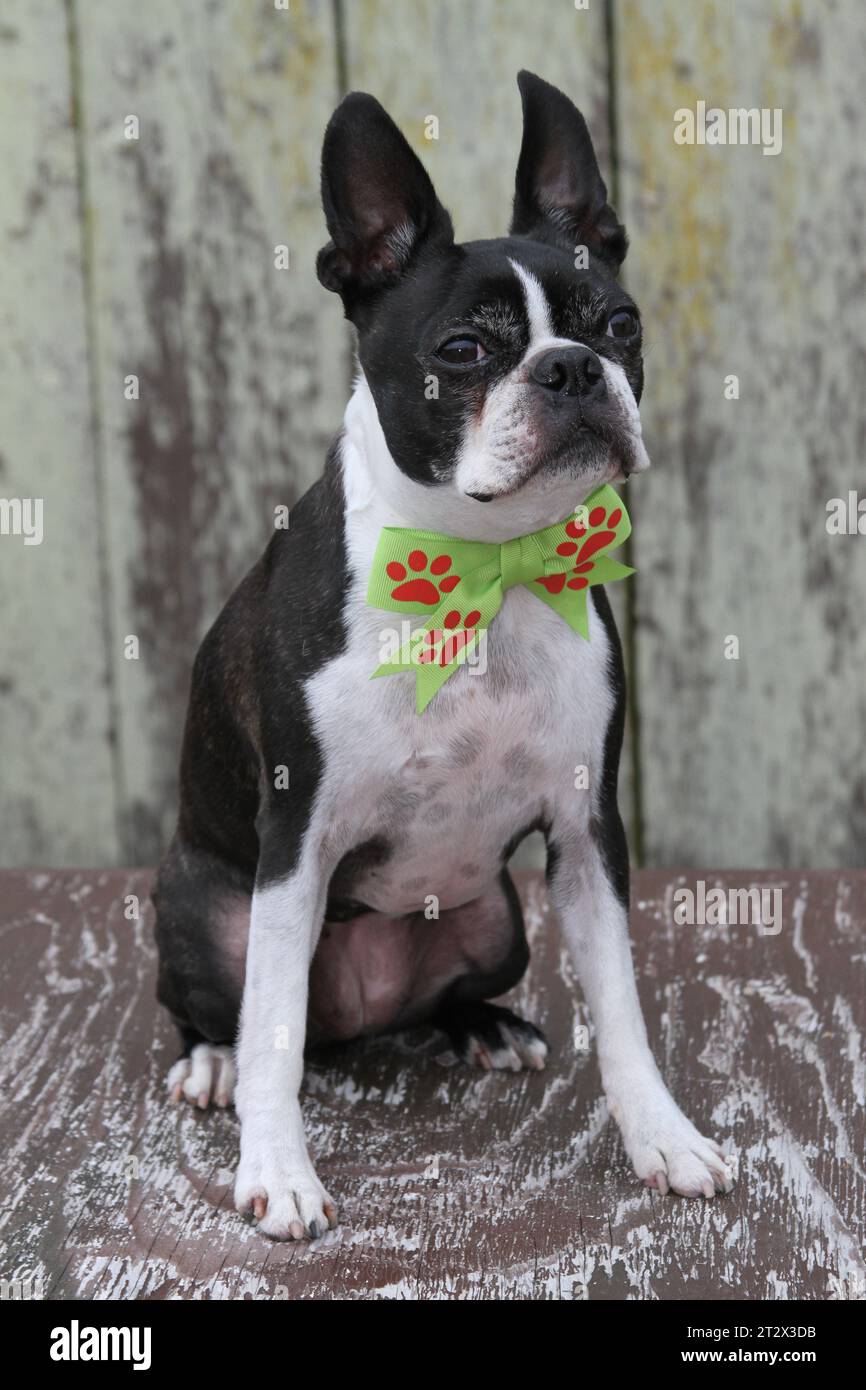 Boston Terrier sitting in front of fence wearing a bow tie Stock Photo ...