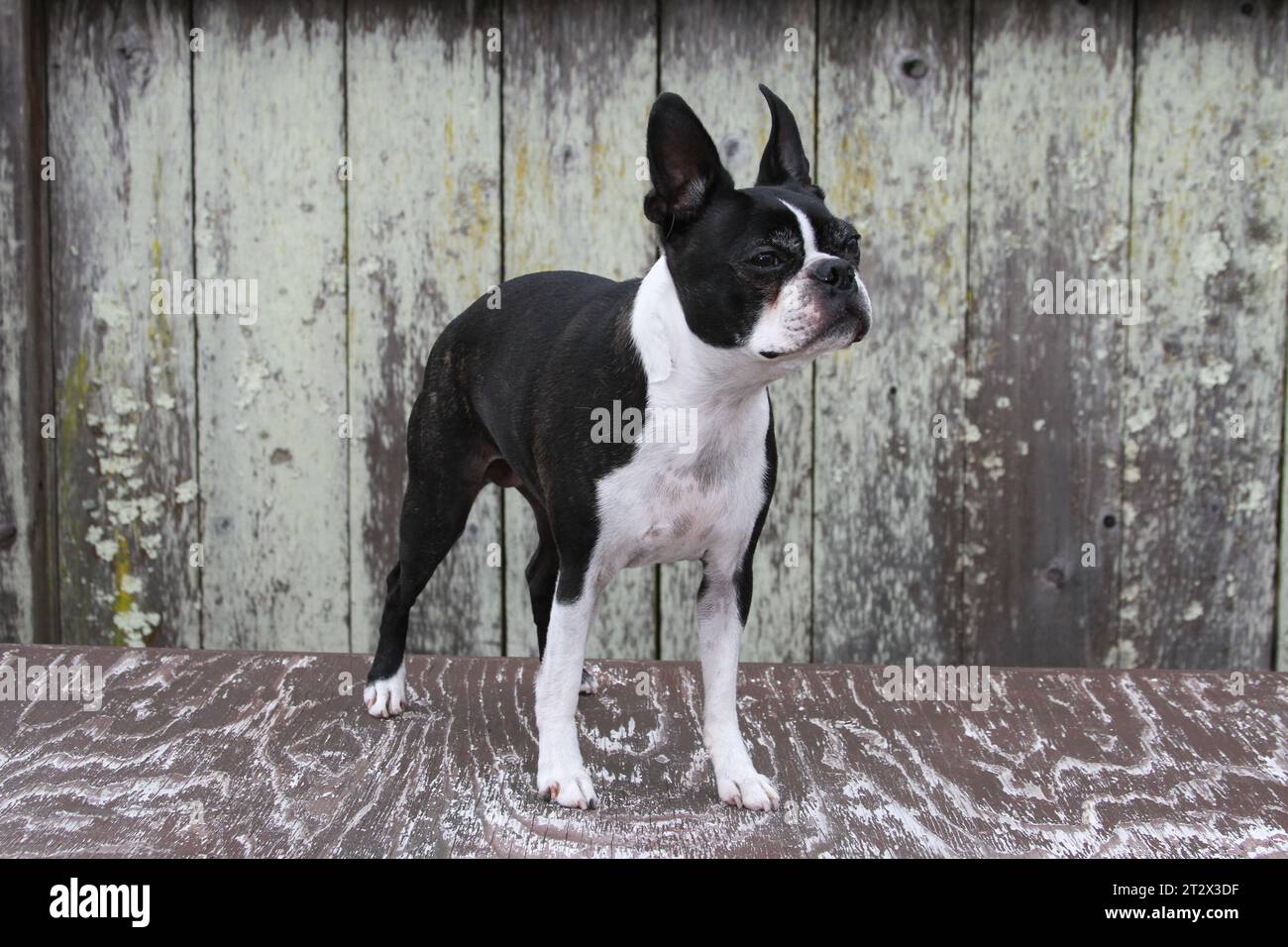 Boston Terrier standing on a table in front of fence Stock Photo - Alamy
