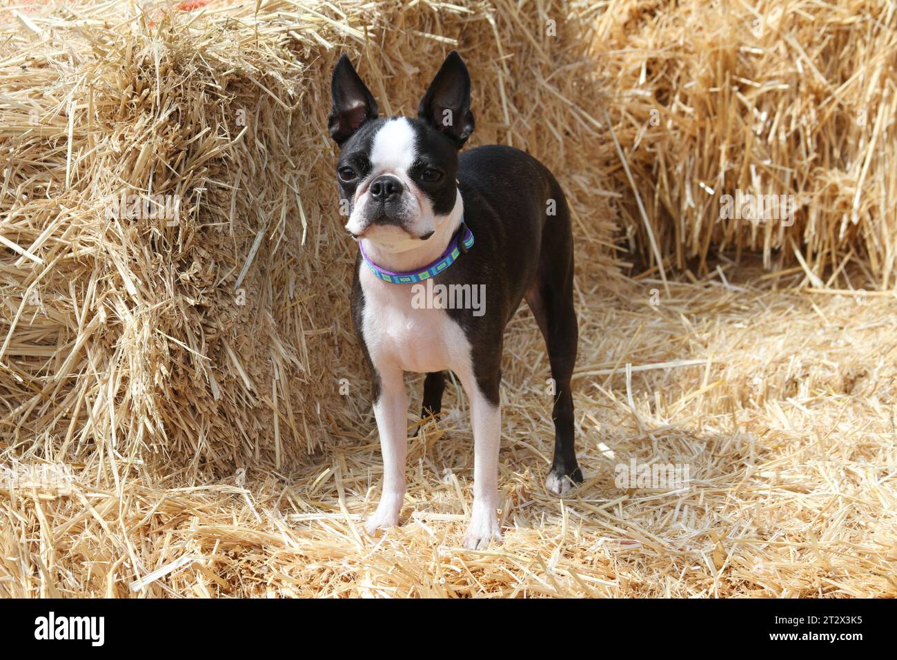Boston terrier standing hi-res stock photography and images - Alamy