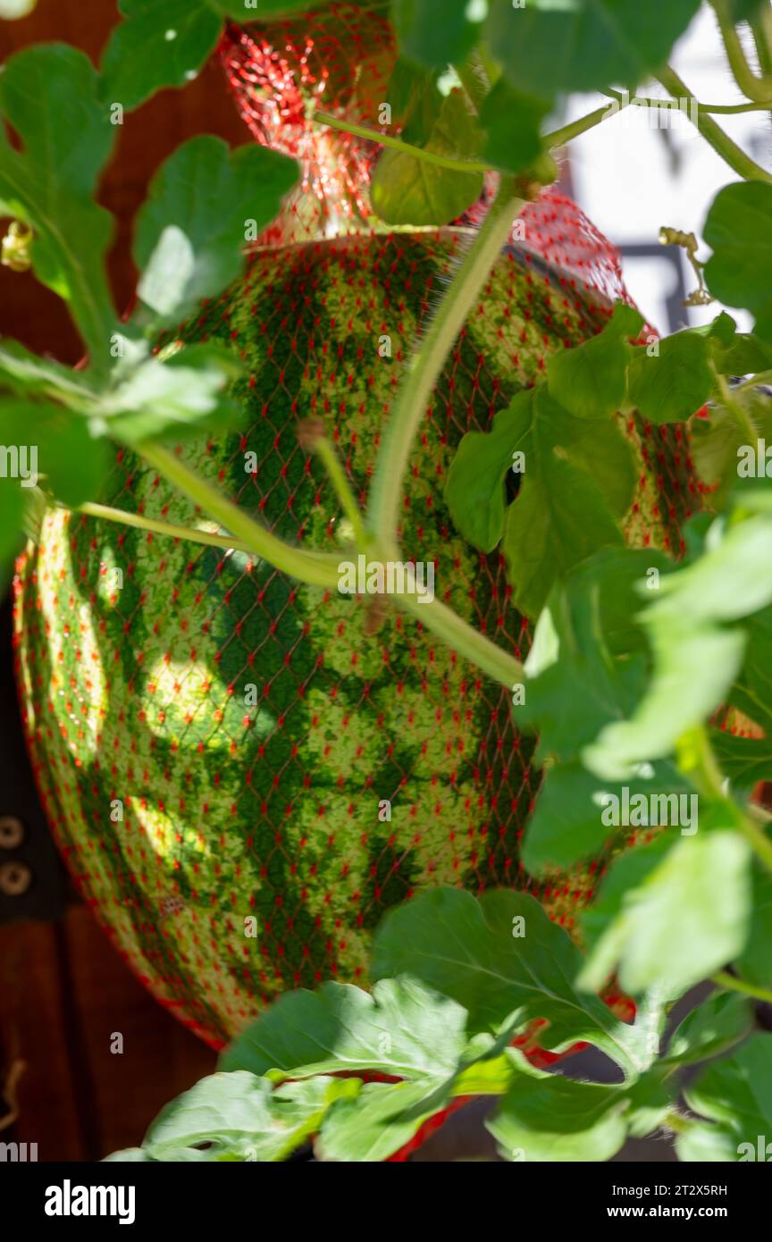 Suspended watermelon in a fruit sling to support the weight Stock Photo ...