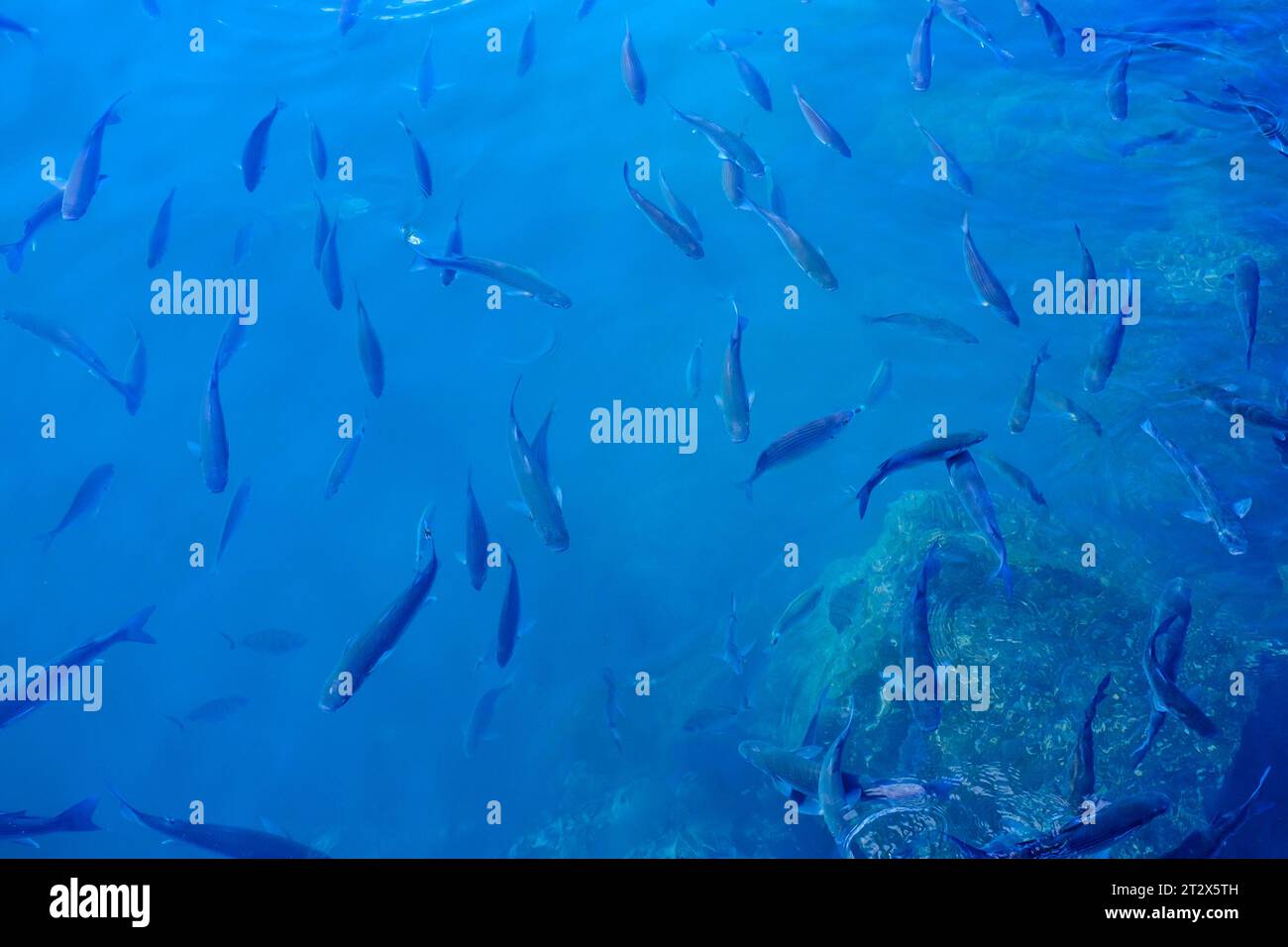 Herd mullet fish in the blue ocean water in Corralejo, Fuerteventura ...