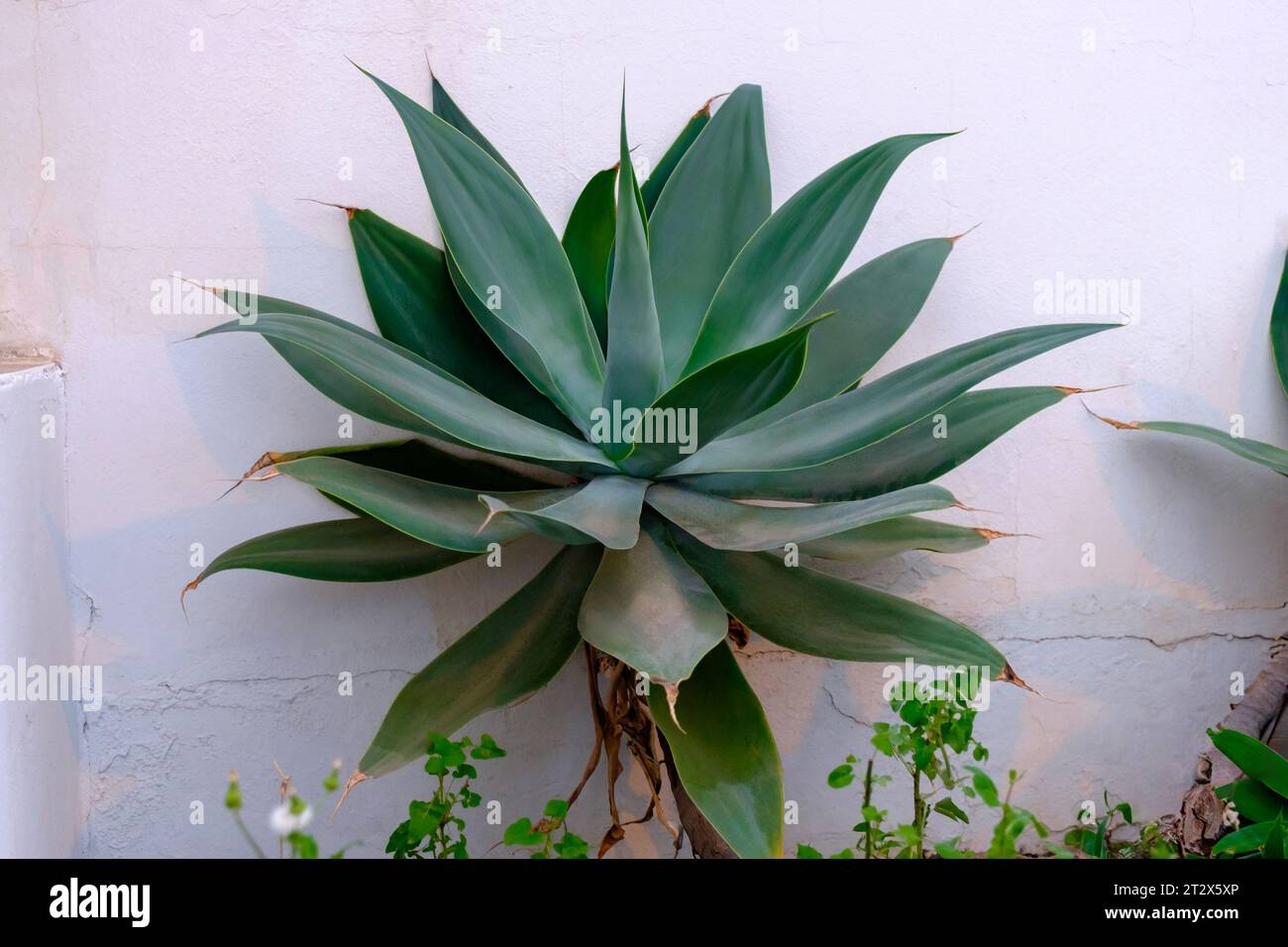 Dragon Tree Agave (Agave attenuata), plant in Alojera, Gomera, Canary Islands, Spain Stock Photo ...