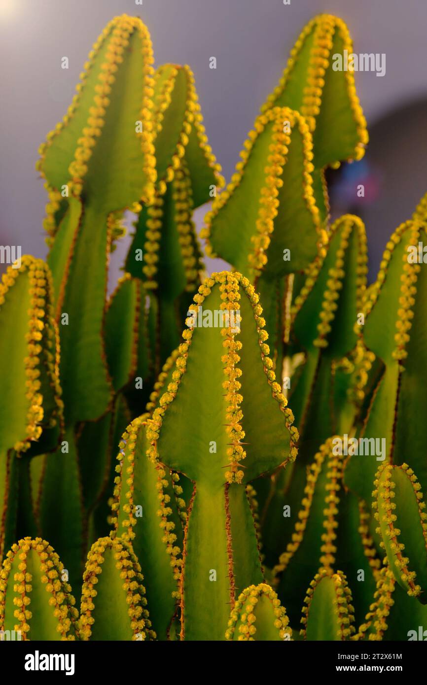 Euphorbia canariensis plant closeup, typical plant on the Canary ...