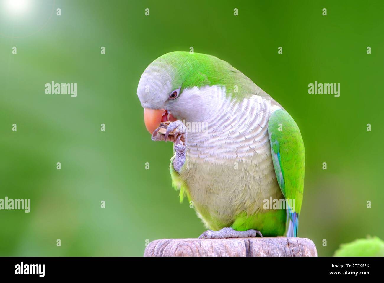 Green parrot in Morro Jable, Fuerteventura - Canary Islands, Spain ...