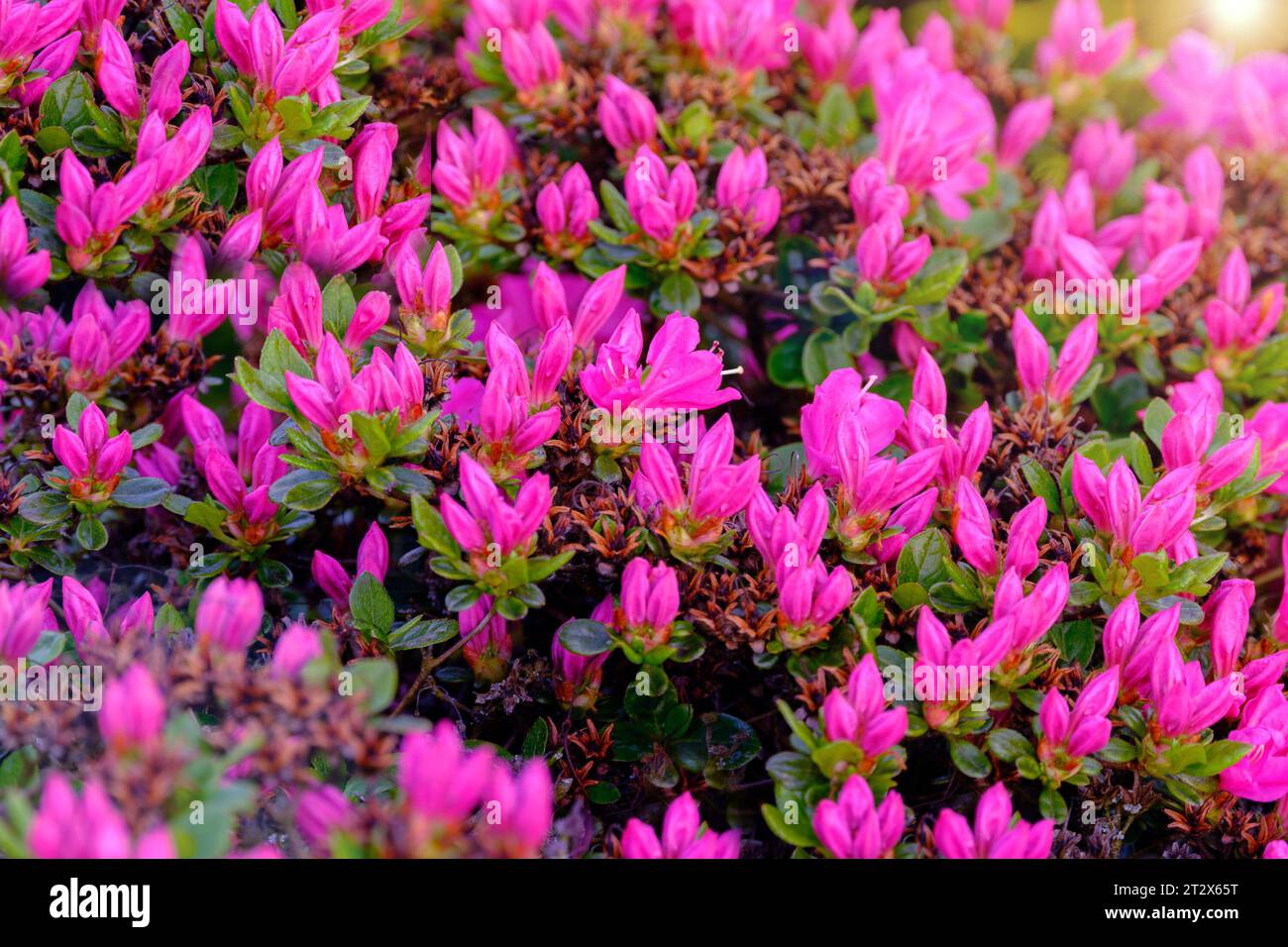Rhododendron Japanese Azalea Diamond pink blossom flowers, natural ...