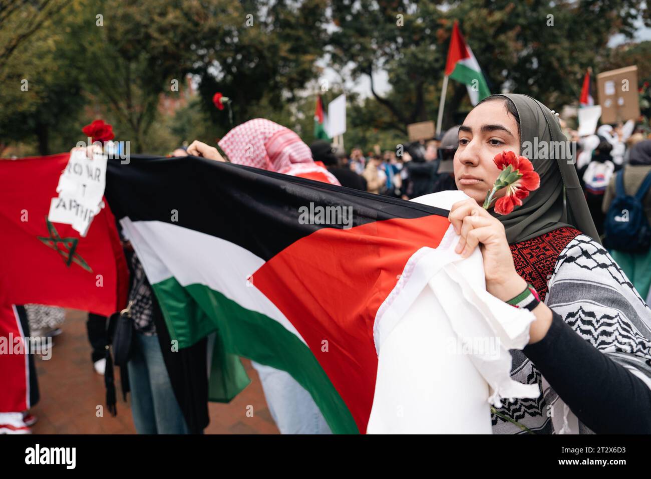 Gaza flower hi-res stock photography and images - Alamy