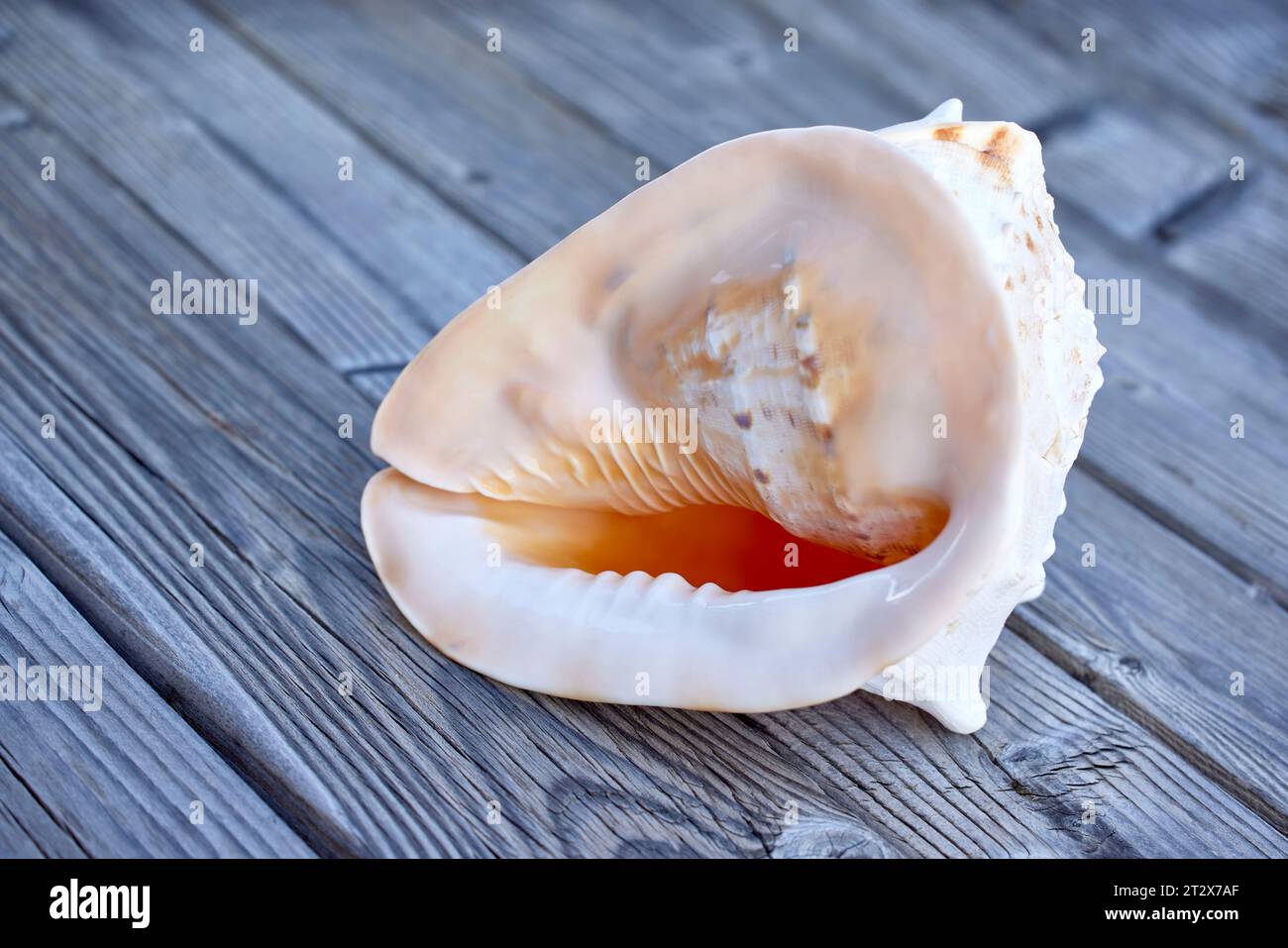 Large Pink Conch Shell on Weathered Wood Stock Photo - Alamy