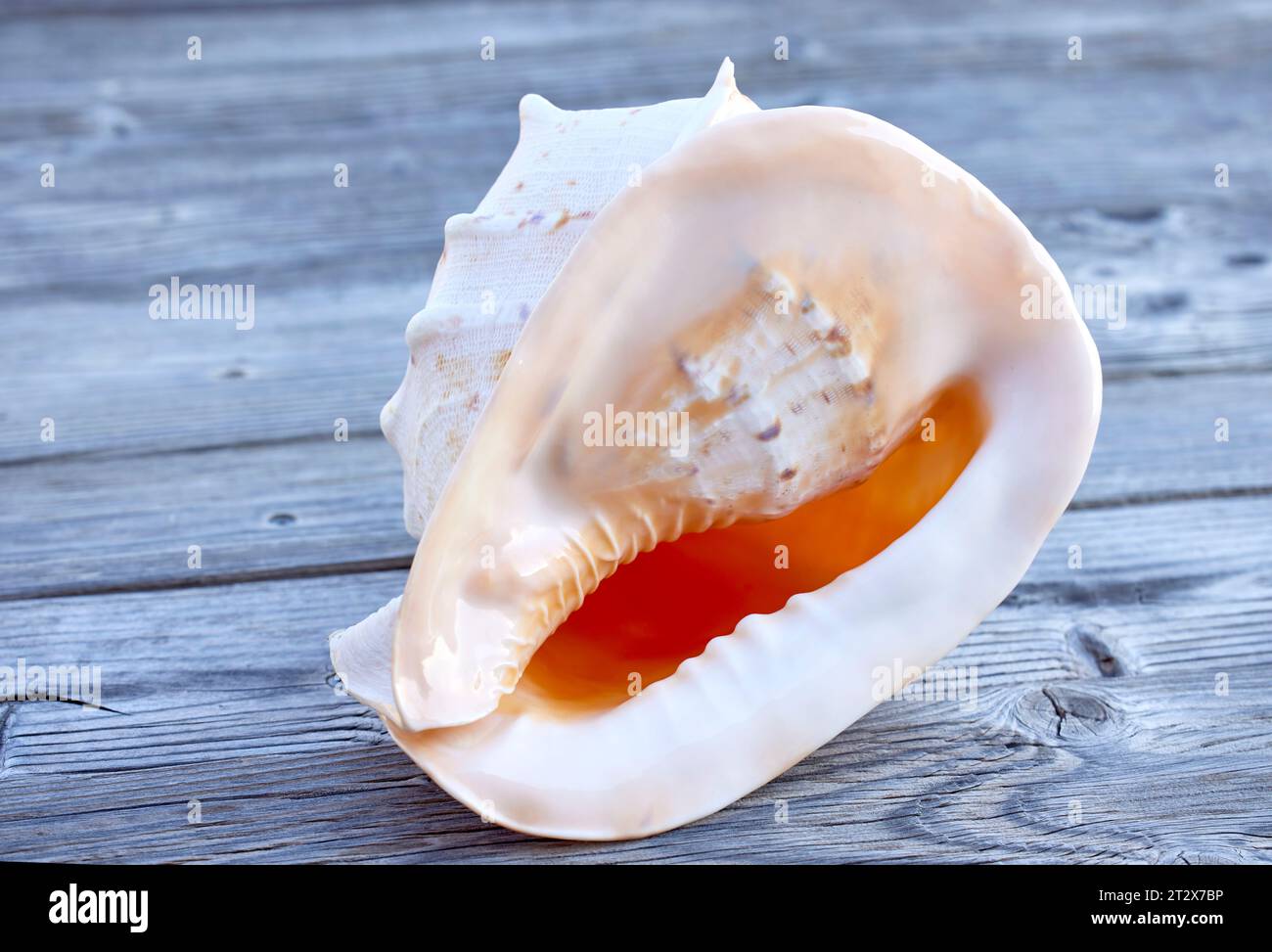 Pink conch hi-res stock photography and images - Alamy