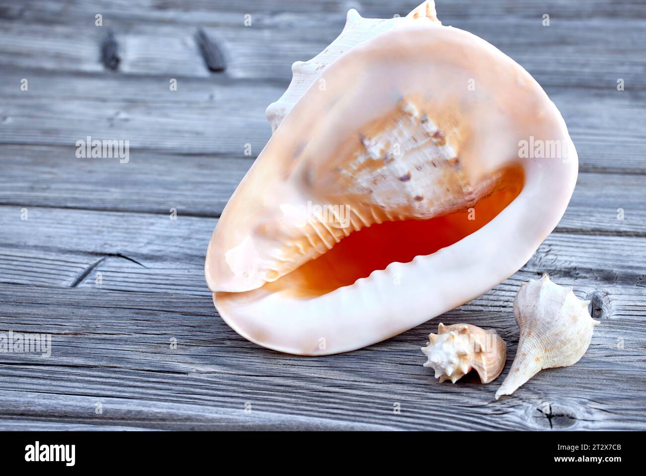 Pink conch hi-res stock photography and images - Alamy