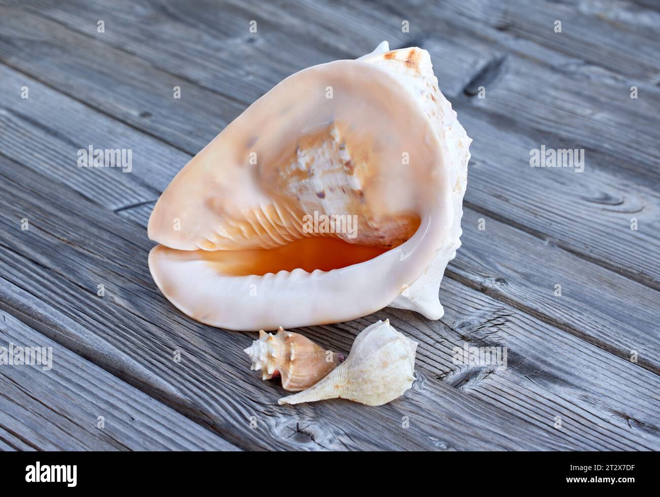 Large Pink Conch Shell on Weathered Wood Stock Photo - Alamy