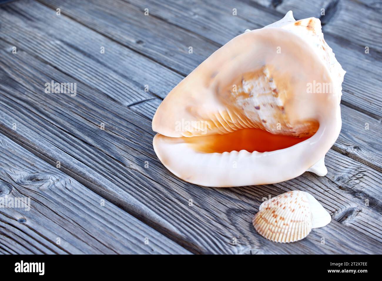 Large Pink Conch Shell on Weathered Wood Stock Photo - Alamy