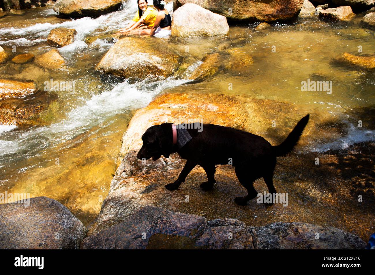 Black labrador dog playing swimming water and rest relax in Namtok Khao ...