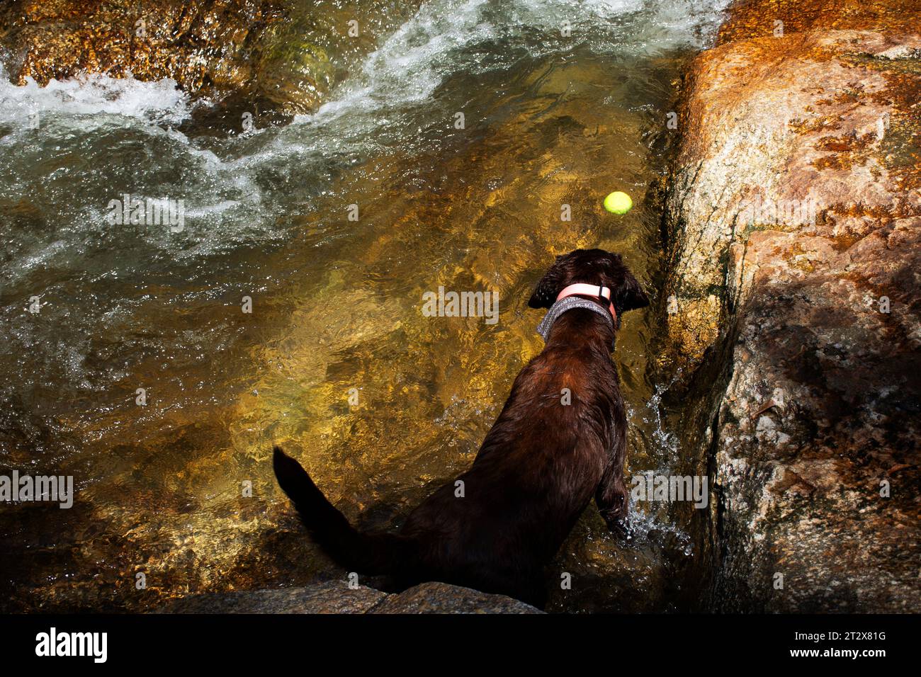 Black labrador dog playing swimming water and rest relax in Namtok Khao ...