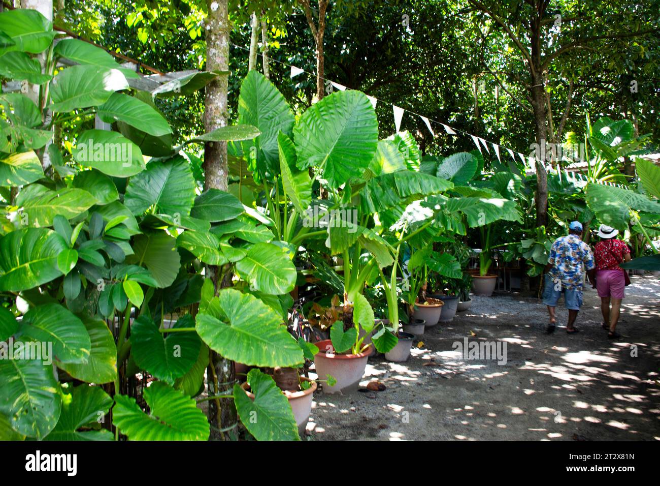 Colocasia gigantea tree or Giant Green Taro plant in jungle forest ...