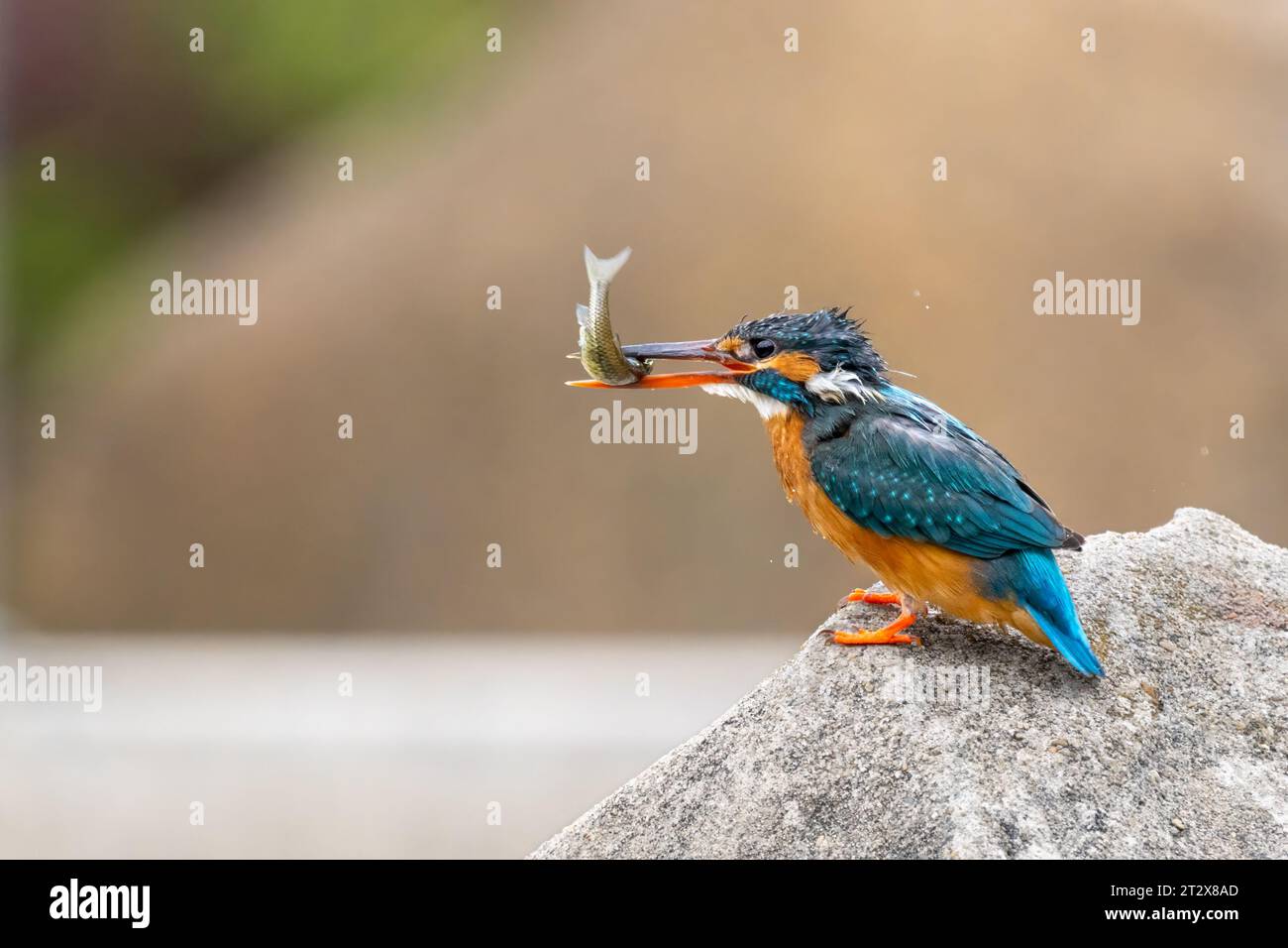 Small fish eating bird hi-res stock photography and images - Alamy