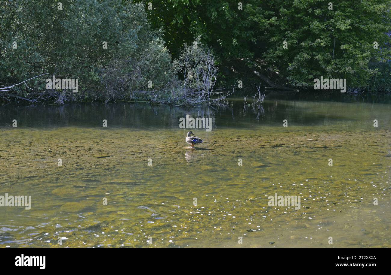 The Fluviá river as it passes through the medieval town of Besalú in ...