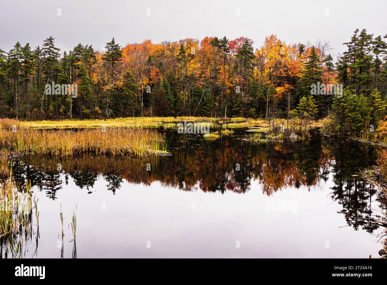 Beaver Pond Green Mountain National Forest, Vermont, USA Stock Photo ...