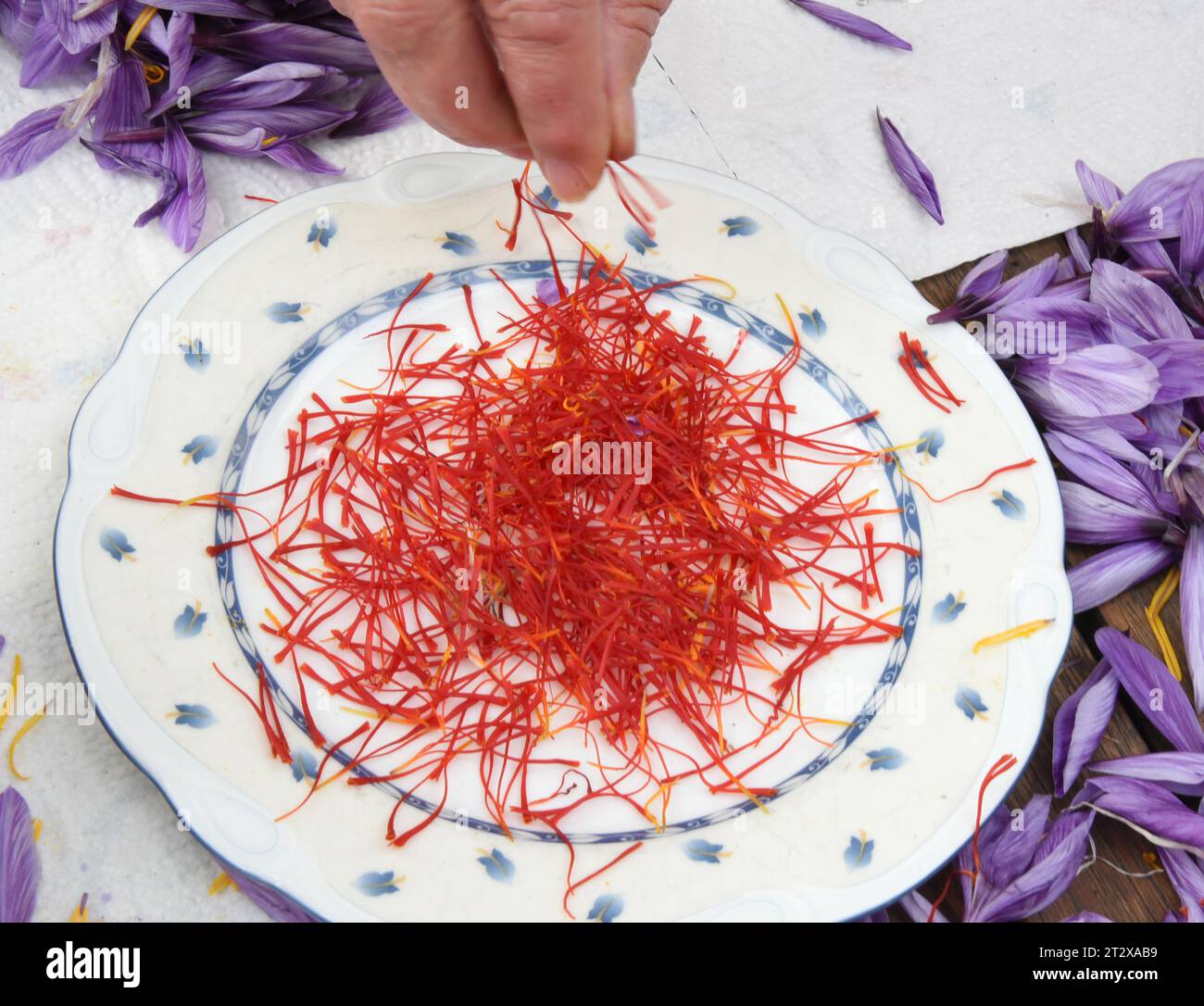 Saffron is the worlds most expensive spice hi-res stock photography and ...