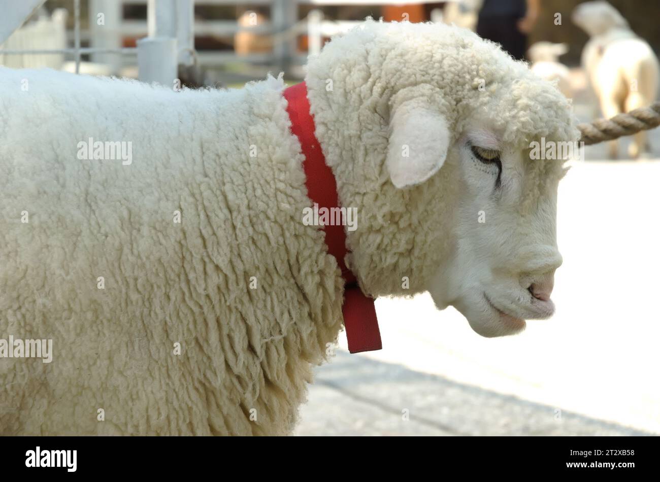 Side view of a fat, healthy juvenile lamb. Farm animals Stock Photo - Alamy