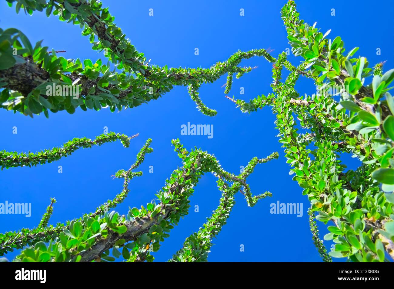 Leaves of an ocotillo plant hi-res stock photography and images - Alamy
