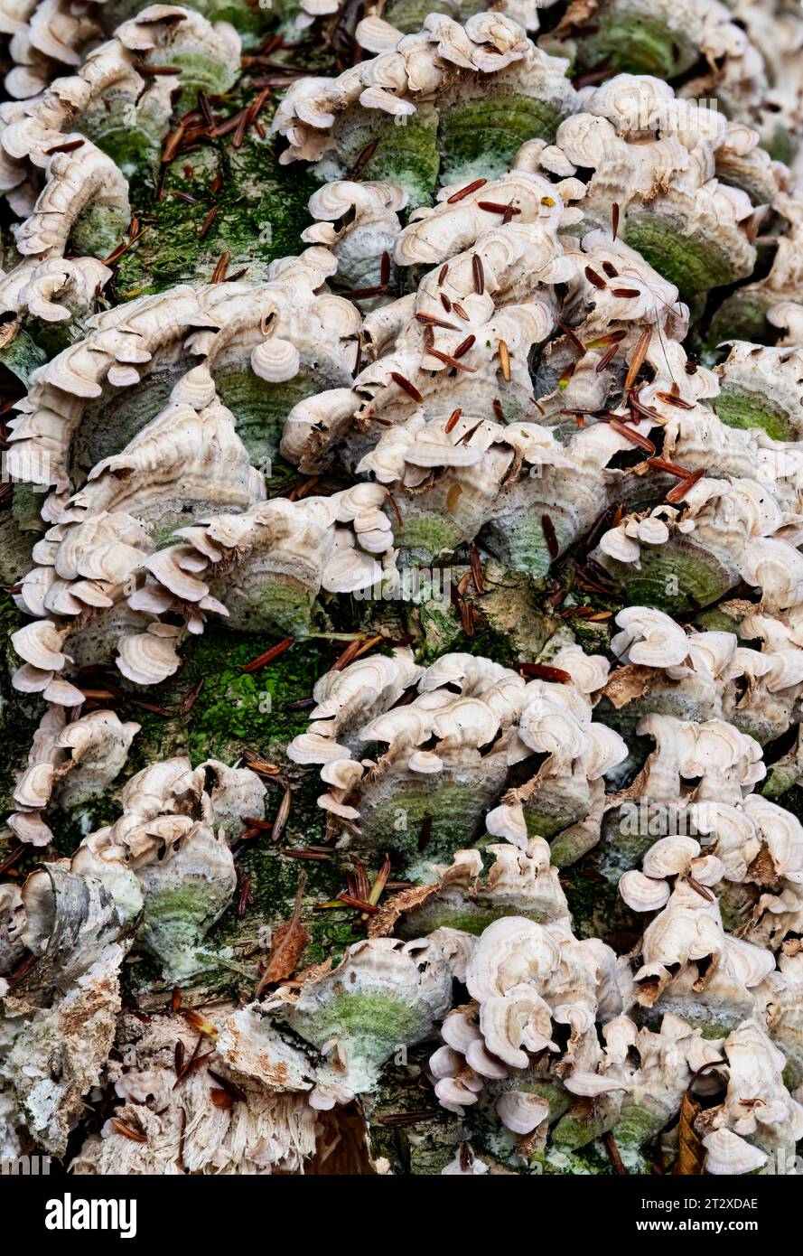 Hemlock trunk hi-res stock photography and images - Alamy