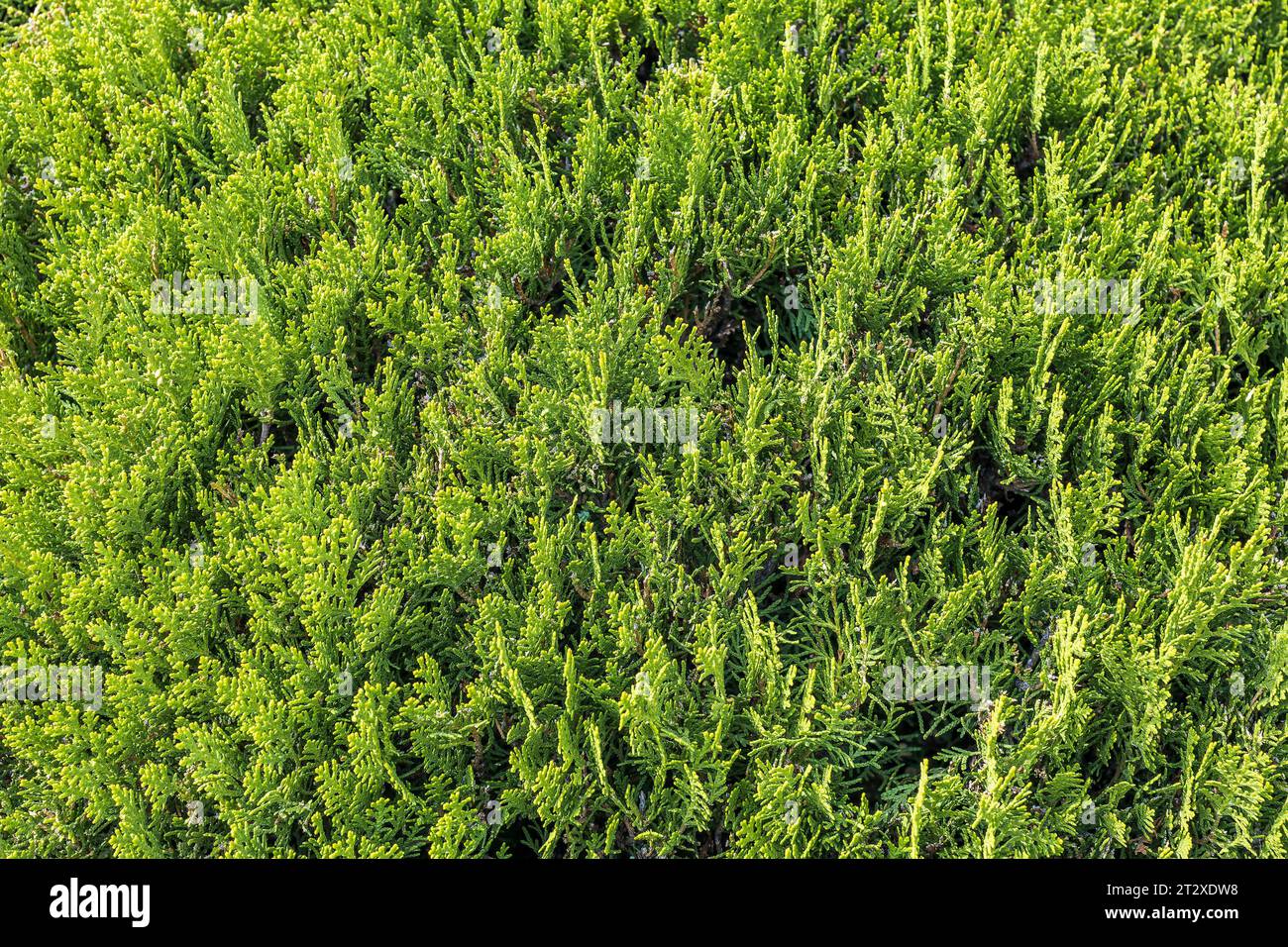 Granular material, solid wood with a structural surface for design ...