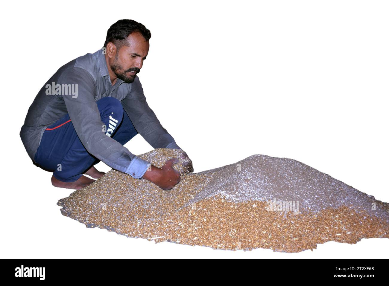 Indian farmer mixing fertilizer to wheat before sowing, treated wheat ...