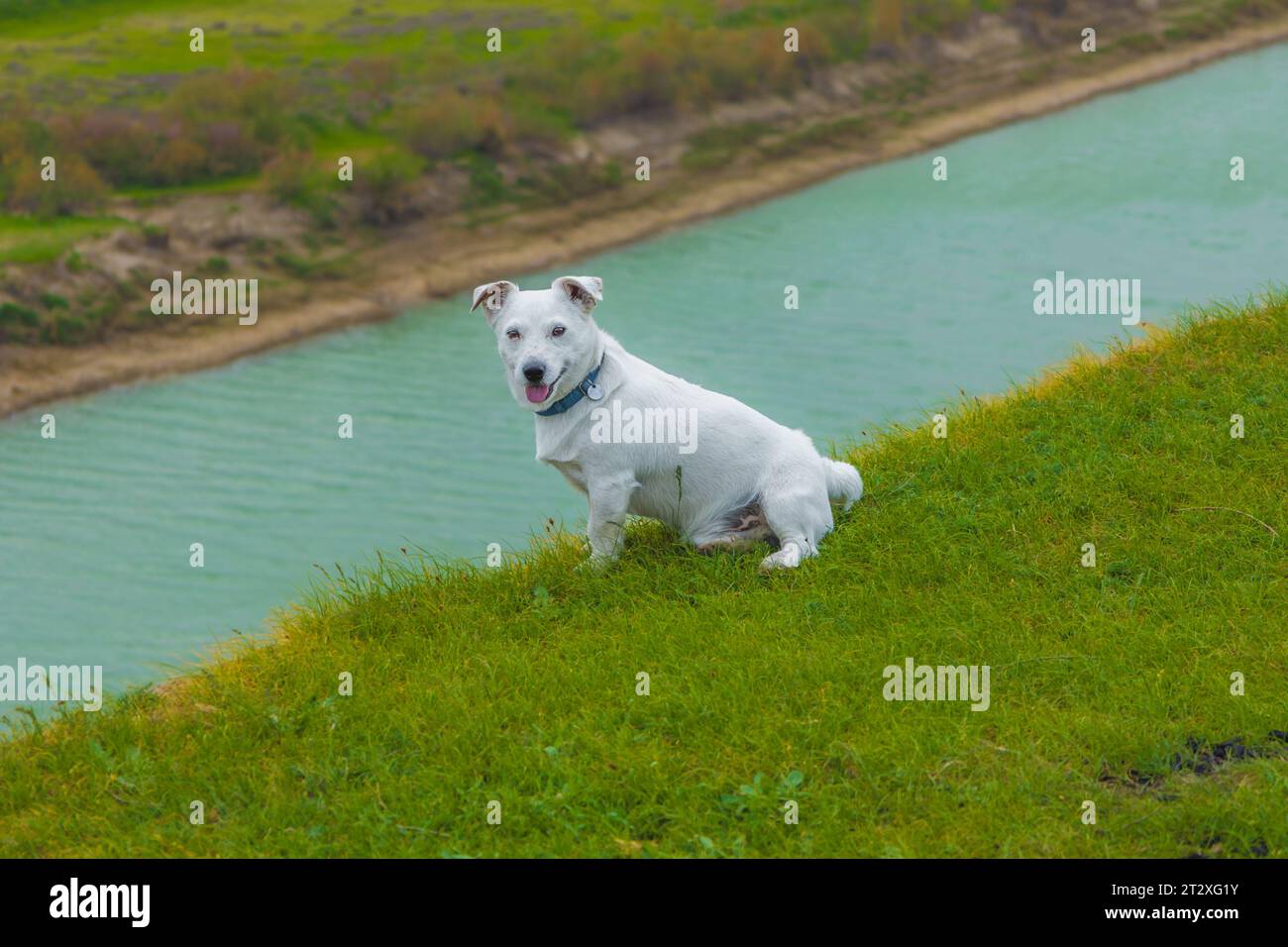 Dog breed Jack Russell Terrier in nature in the wild Stock Photo - Alamy