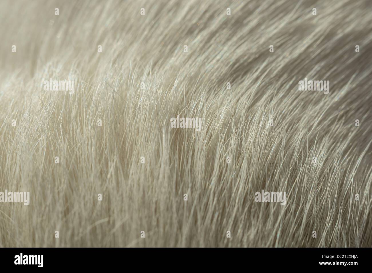 Wool background texture for overlay or texture application for design ...