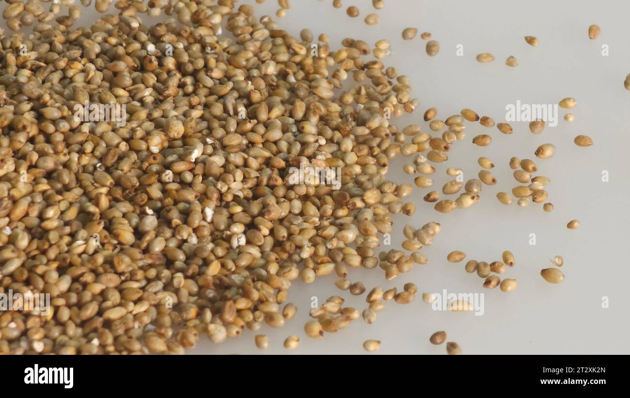 Closeup of pearl millet, a healthy grain showcasing their pearl like ...