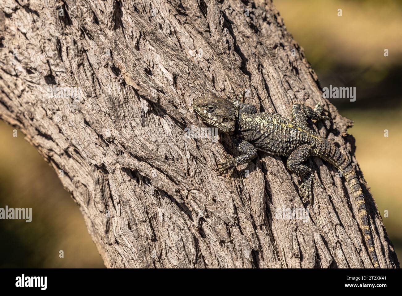 Lizard lies on a tree trunk. The brown animal camouflages herself on ...