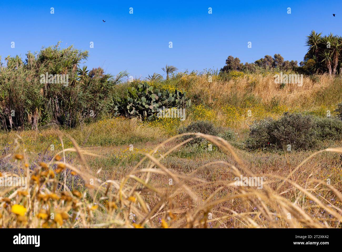 Layers of different vegetation growing in nature. Beautiful wild plants ...