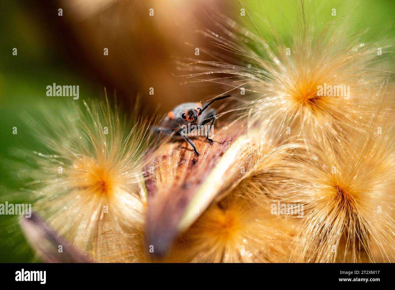 a close-up macro image of a large milkweed bug in the forests ...