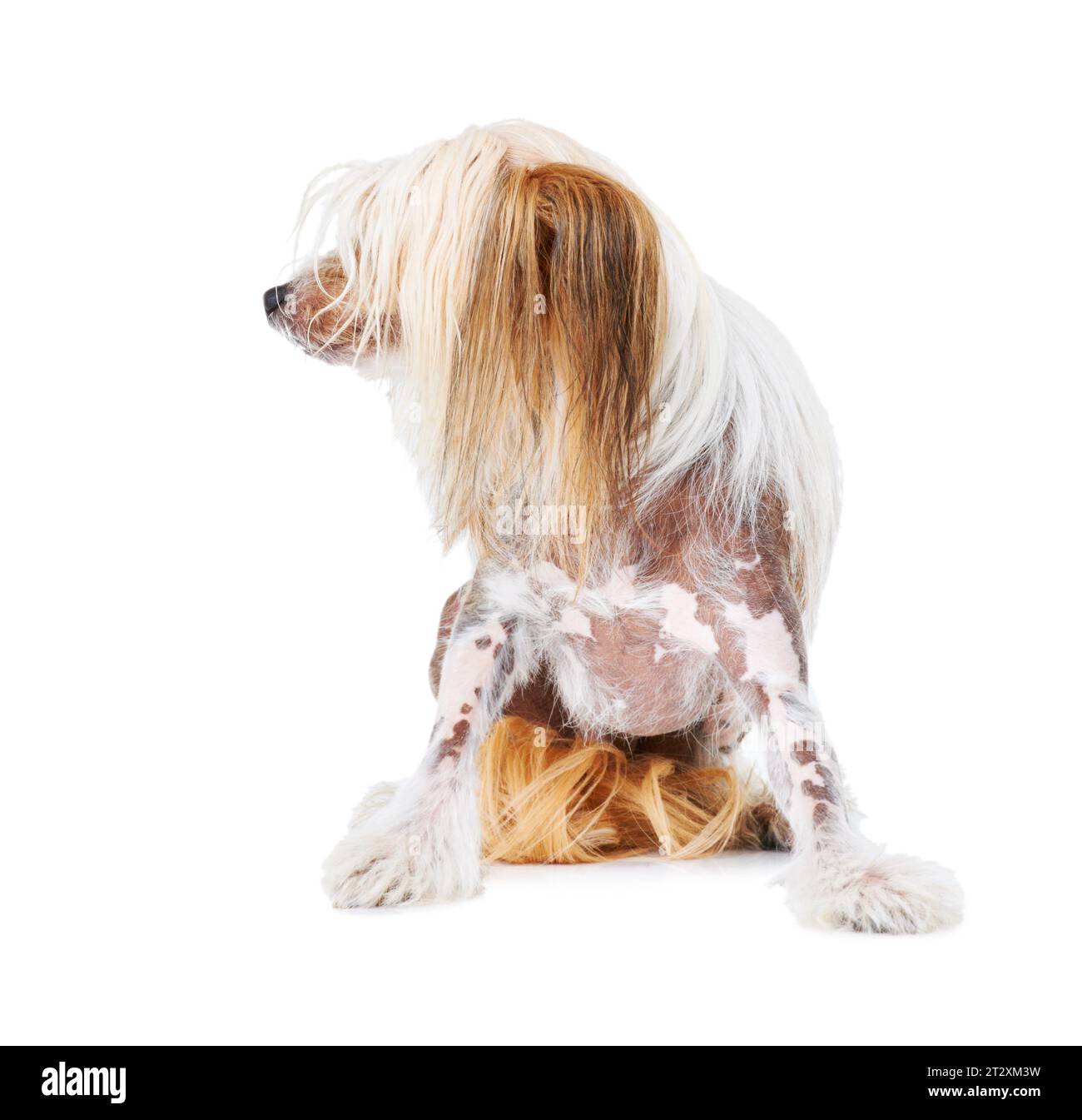 Canine paw protection Cut Out Stock Images & Pictures - Alamy