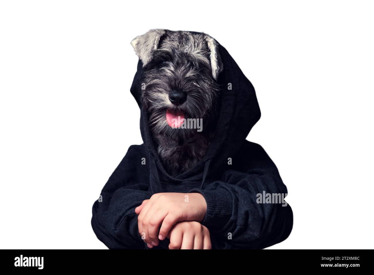 Dog head with human hands like a man, funny collage, isolated on white ...
