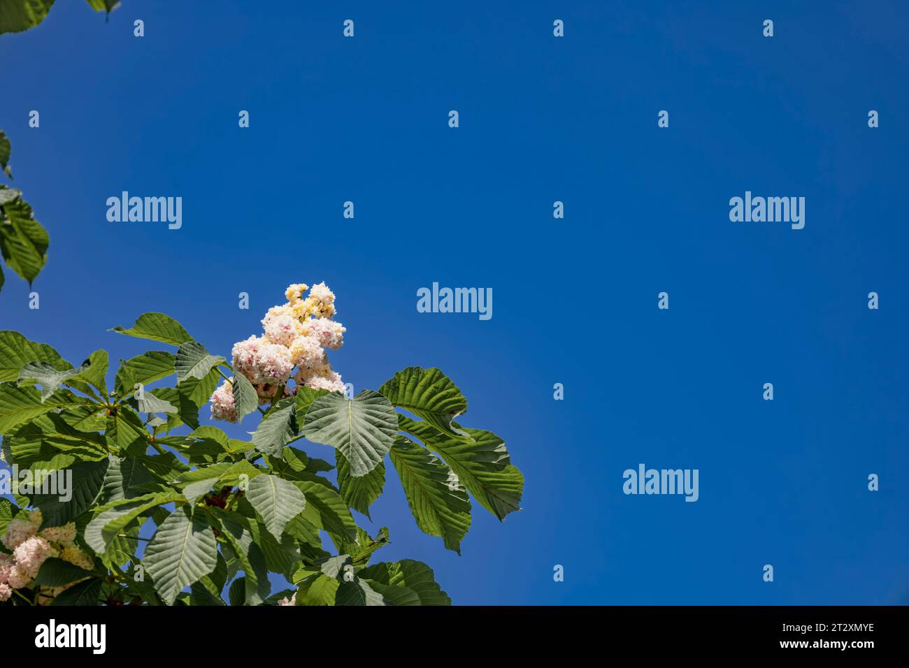 Background screensaver spring flowering vegetation in the park or city ...