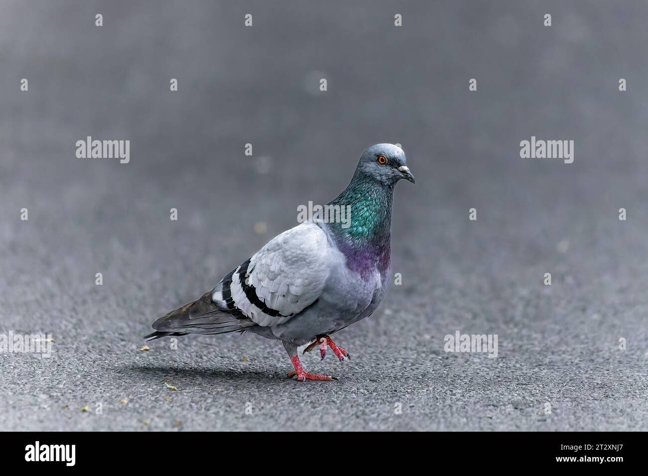 Representative of feathered birds of the pigeon family (Columba) in ...