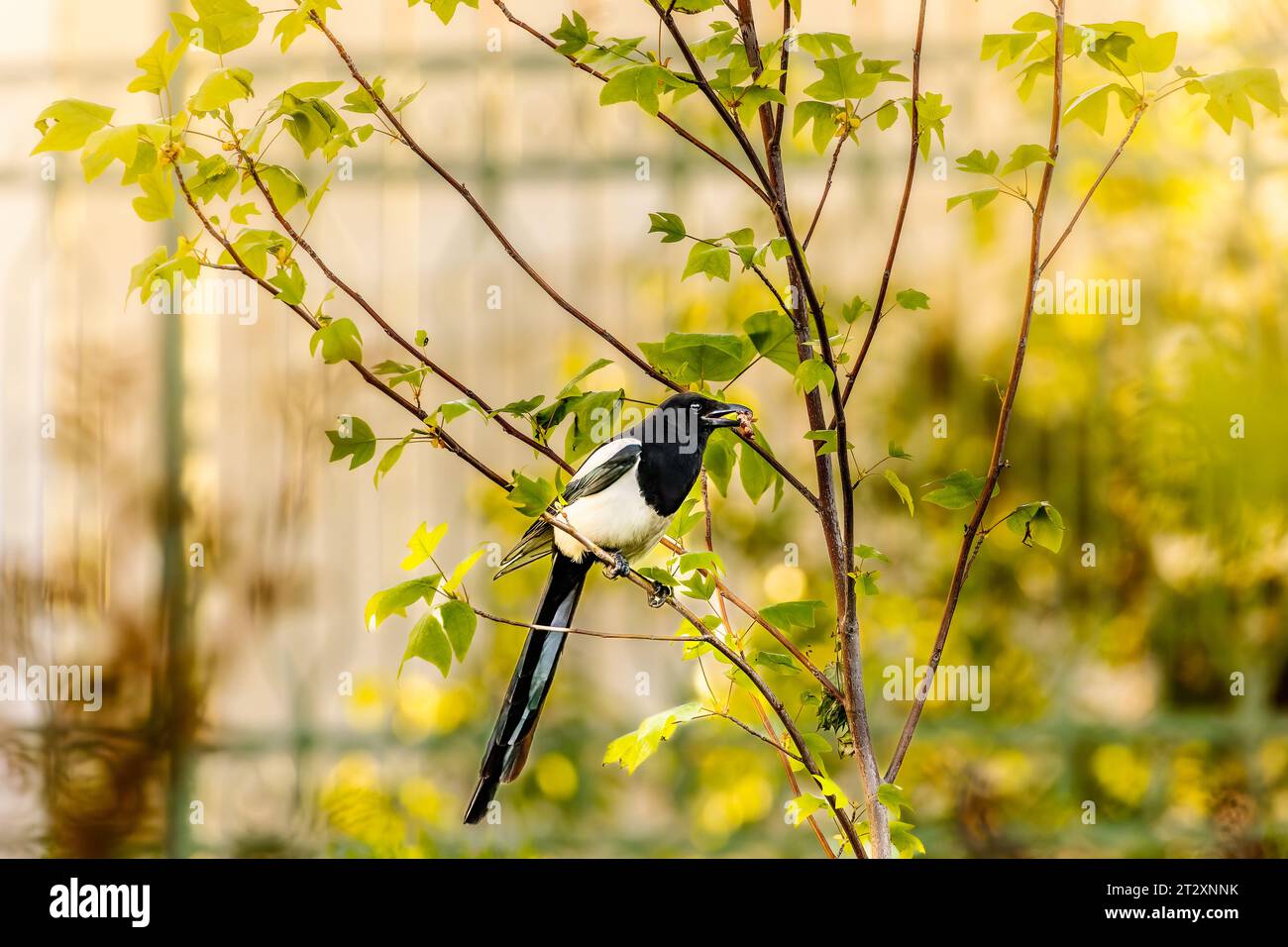 Magpie, or common magpie, or European magpie (lPica pica) - a bird of ...