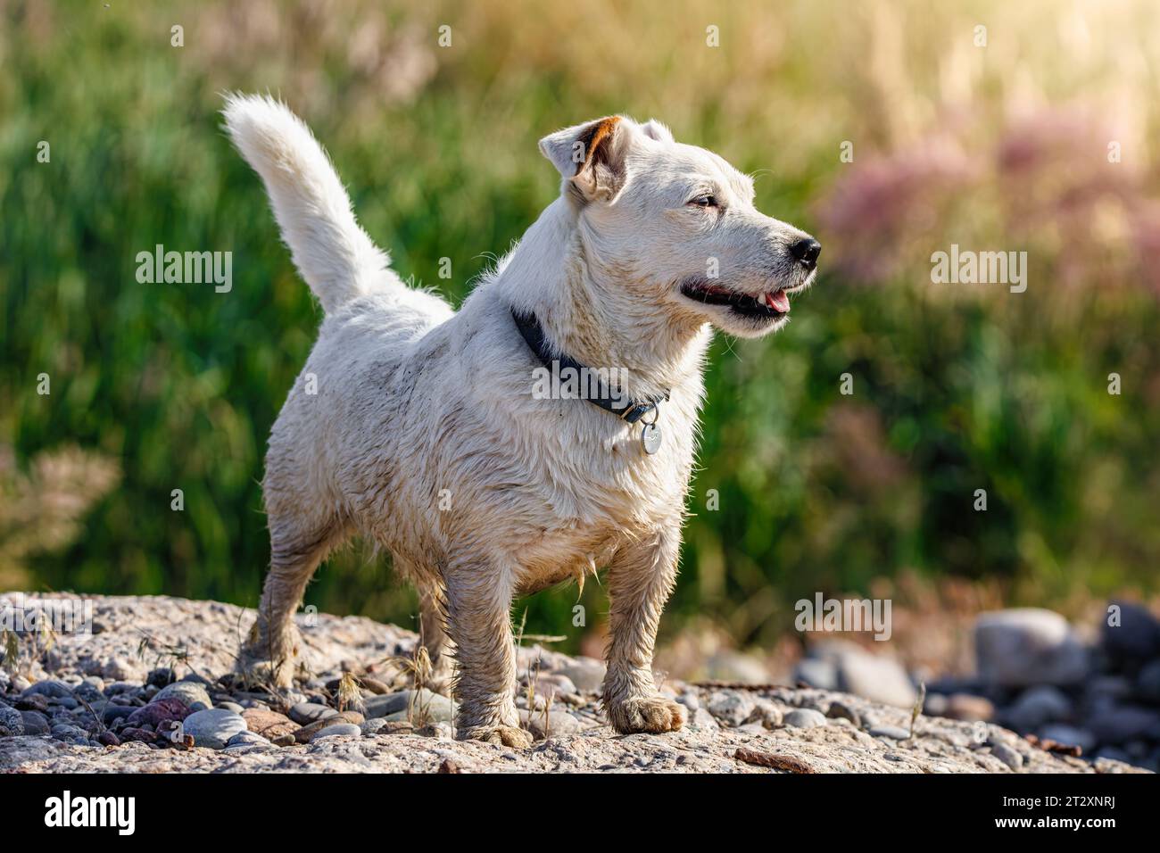 Dog breed Jack Russell Terrier in nature in the wild Stock Photo - Alamy