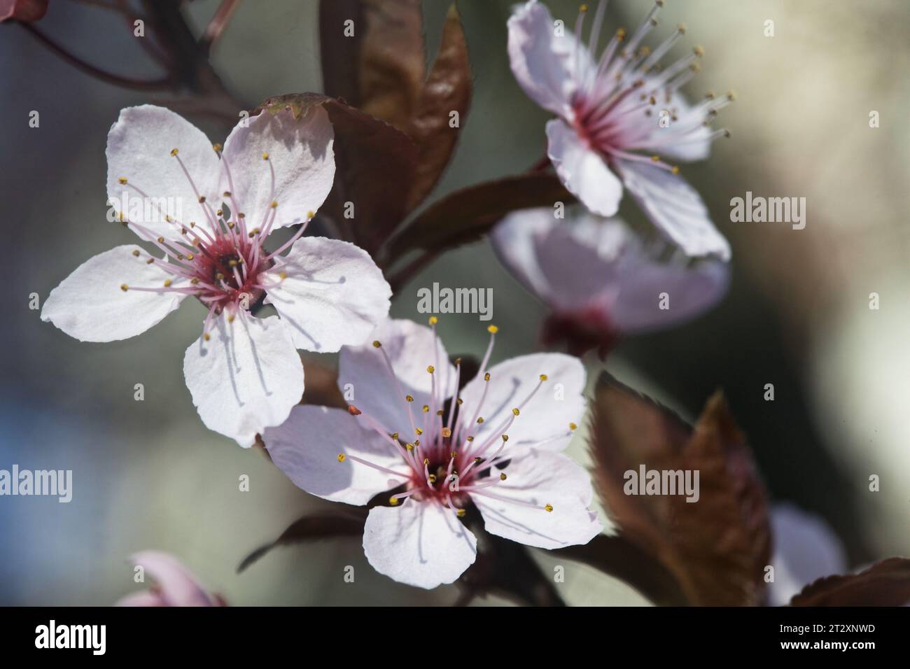 Cherry tree branch in bloom seen up close Stock Photo - Alamy